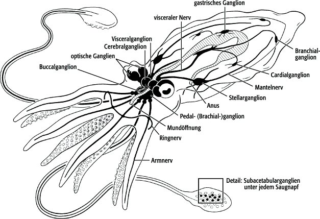Nervensystem - Lexikon der Neurowissenschaft