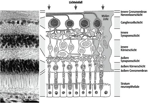 Netzhaut - Lexikon der Neurowissenschaft - Spektrum der Wissenschaft