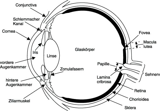 Auge - Lexikon der Optik