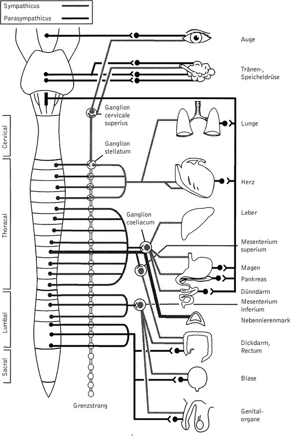 Diagramm Des Peripheren Nervensystems