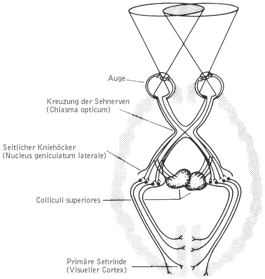 Sehbahn - Lexikon der Psychologie