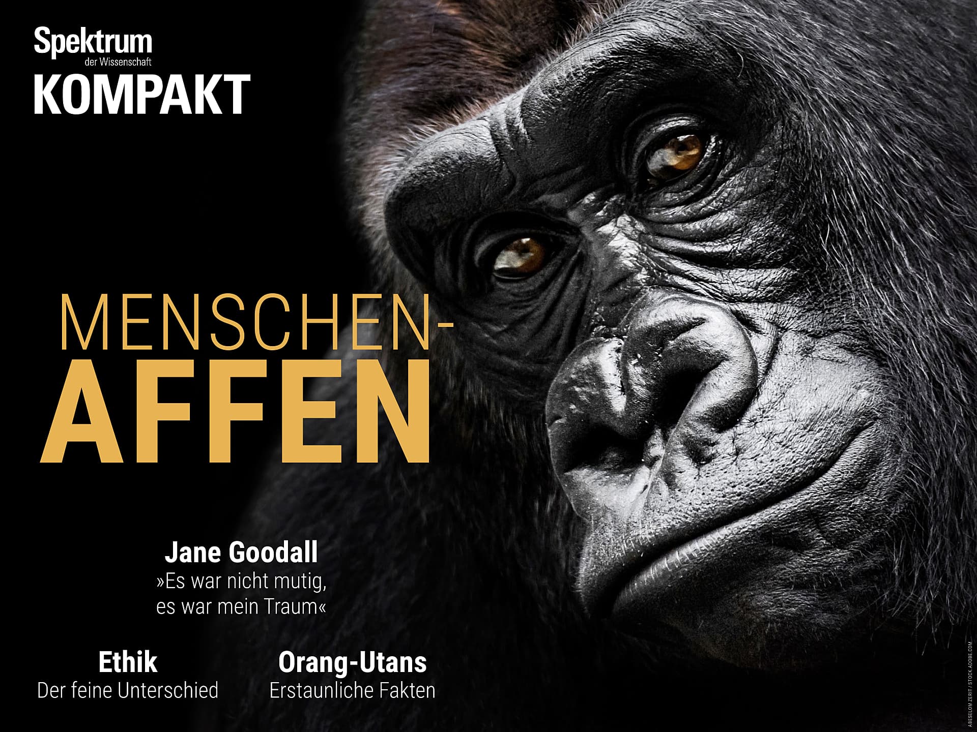 Spektrum Kompakt: Menschenaffen - Spektrum der Wissenschaft